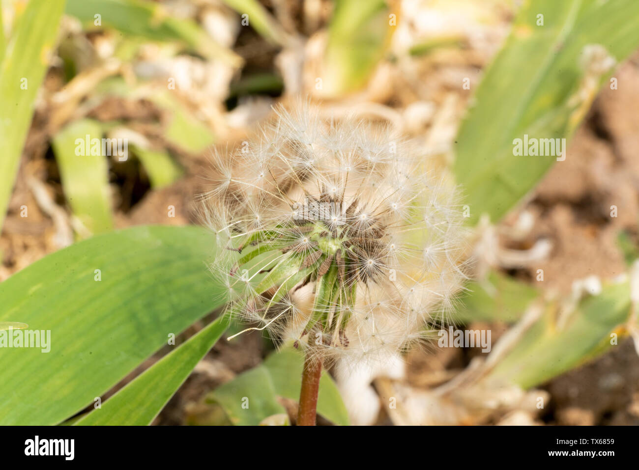 Dandelion pictures hi-res stock photography and images - Alamy
