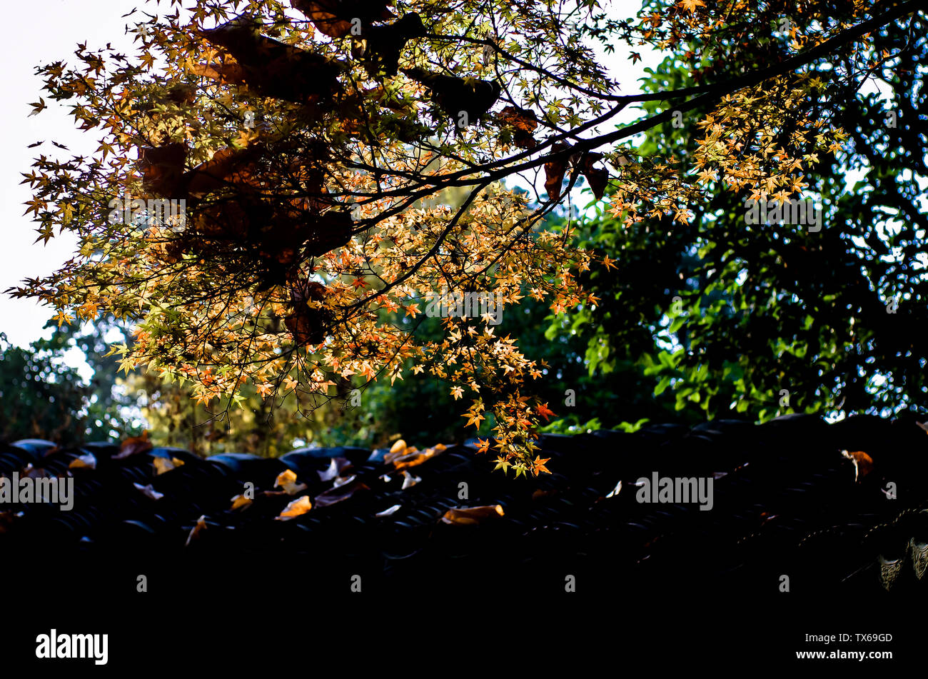 Autumn Color in Suzhou Garden Stock Photo - Alamy