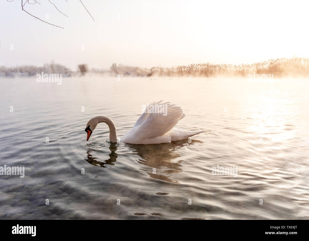 A warts-nosed swan swimming in hot springs in Yili, Xinjiang in winter ...