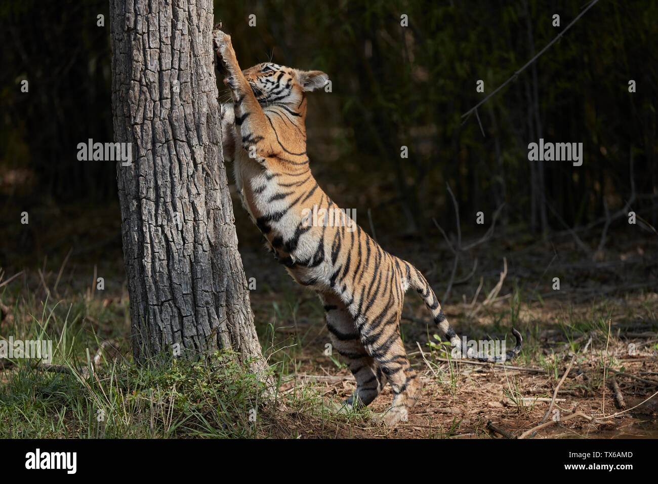Tiger claw tree hi-res stock photography and images - Alamy