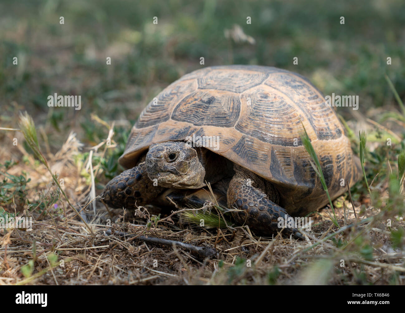 Central asian tortoise hi-res stock photography and images - Alamy