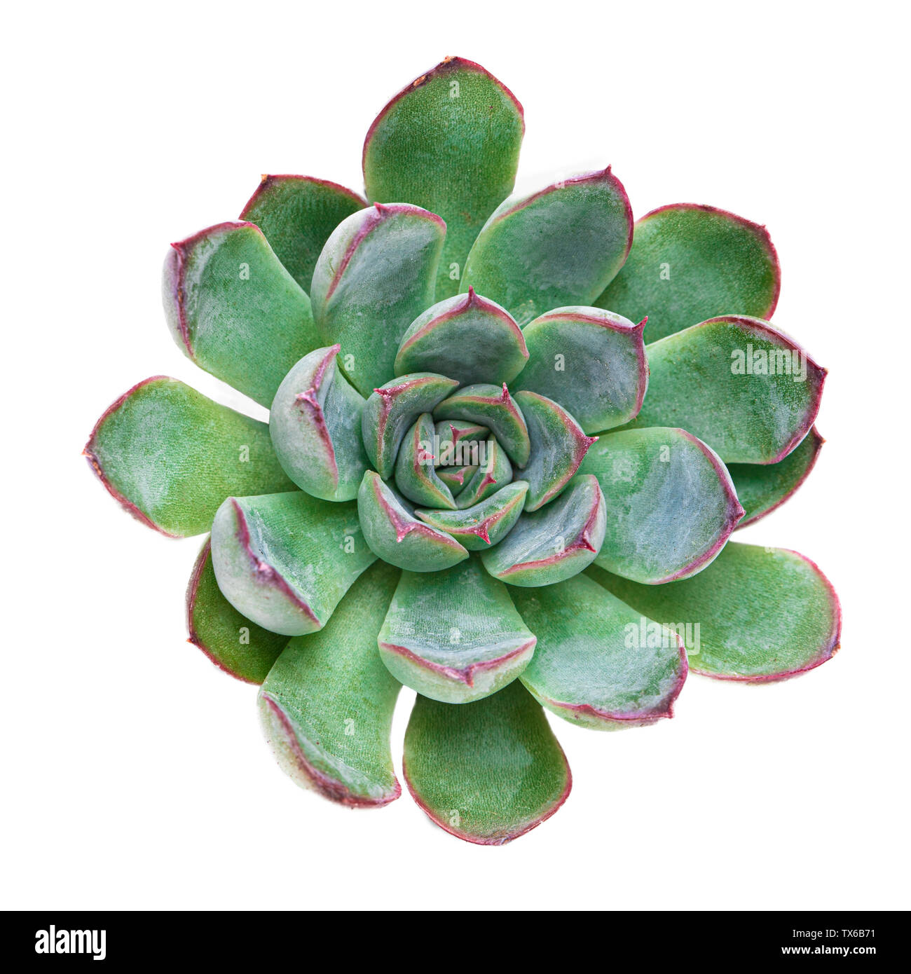Close up cacti Cut Out Stock Images & Pictures - Alamy