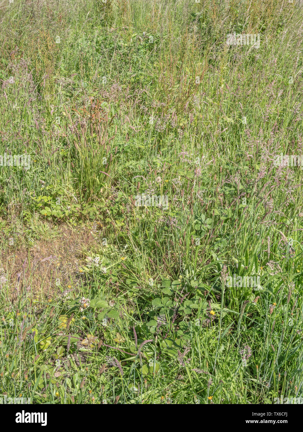 Carpet of weeds and tall grasses in a forgotten corner of a large piece ...