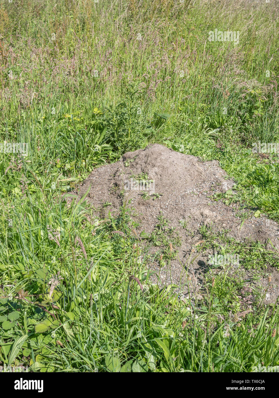 Pile of dumped soil among a mass of weeds and long grass Stock Photo ...