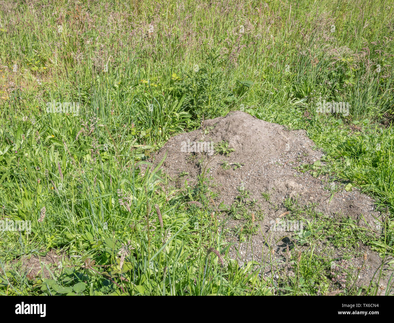 Pile of dumped soil among a mass of weeds and long grass Stock Photo ...