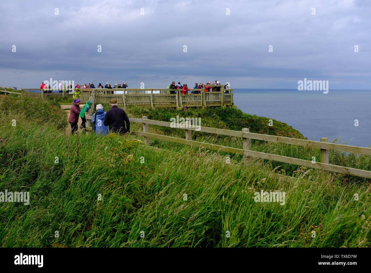 Bempton Cliffs North Yorkshire UK Stock Photo - Alamy