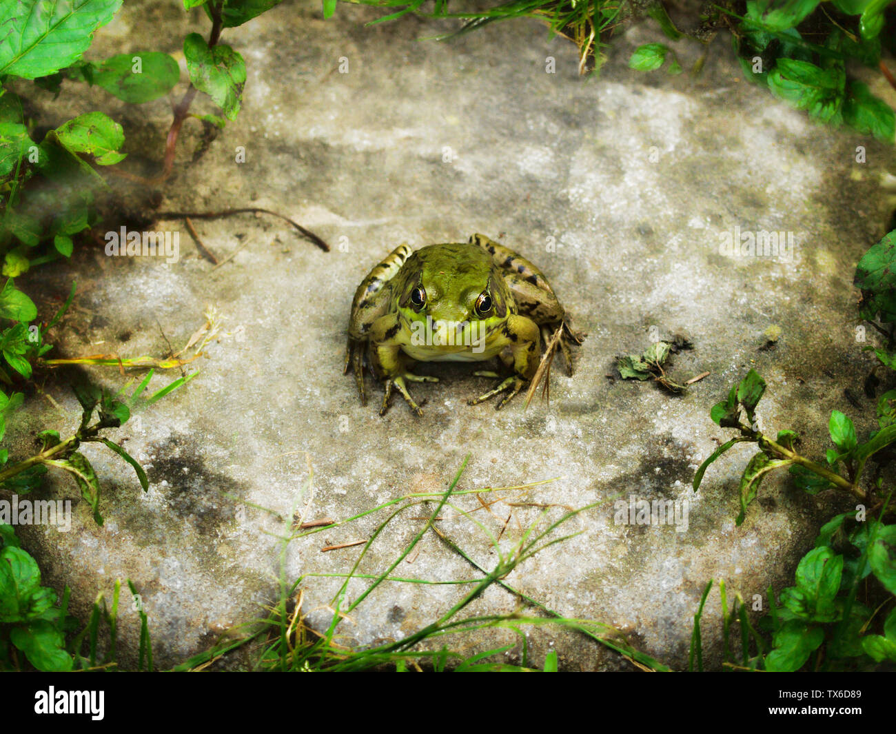 Common frog in nature still life Stock Photo - Alamy