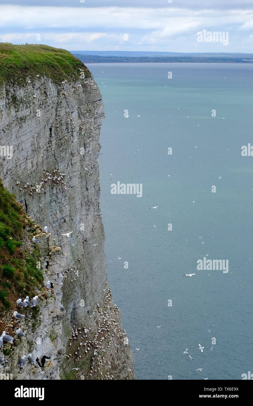 Bempton Cliffs North Yorkshire UK Stock Photo - Alamy