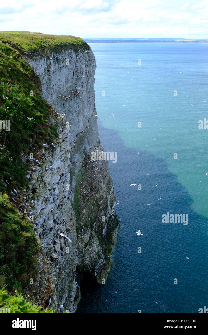 Bempton Cliffs North Yorkshire UK Stock Photo - Alamy