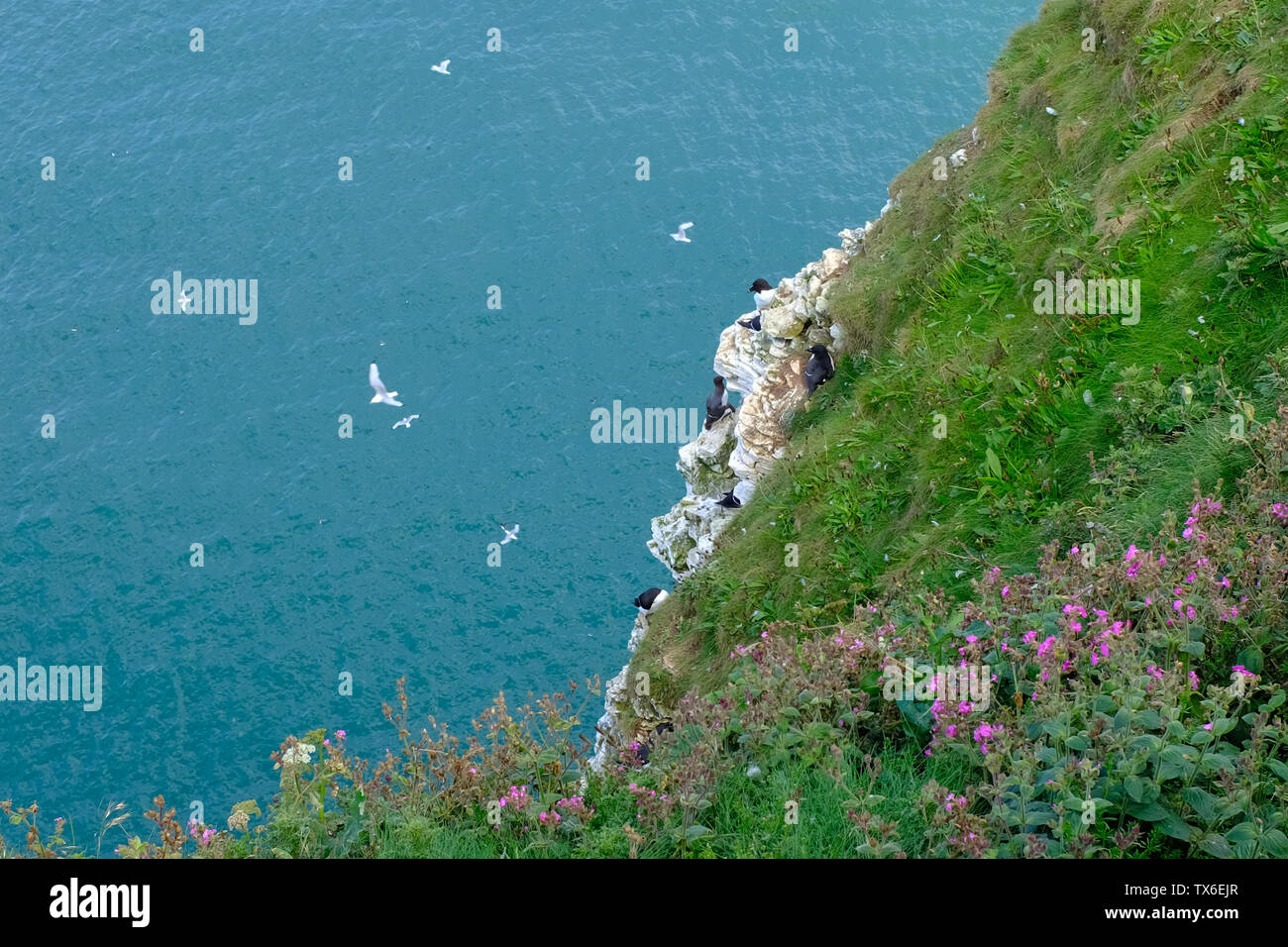 Bempton cliffs visitor centre hi-res stock photography and images - Alamy
