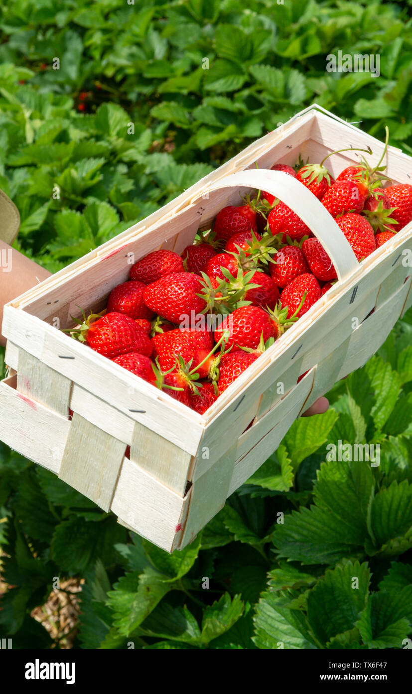 Strawberry fields in Germany, outdoor plantation with ripe sweet red ...