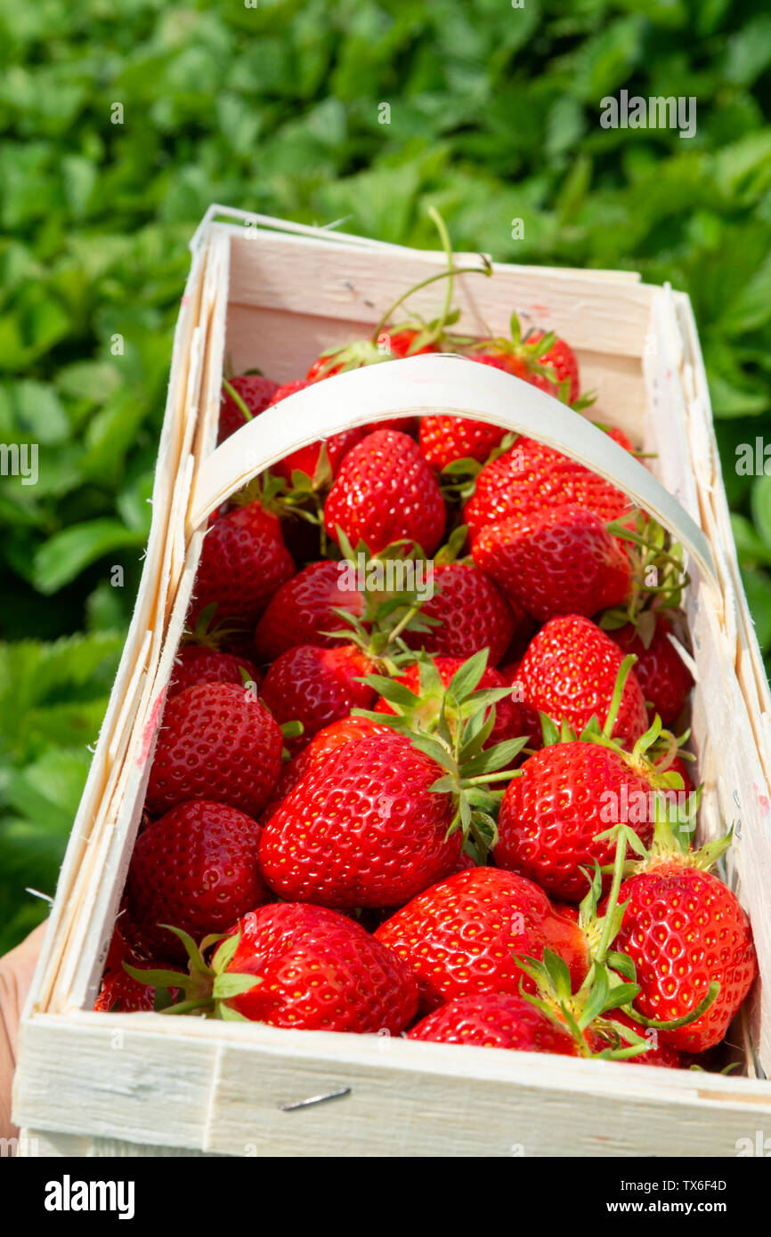 Strawberry fields in Germany, outdoor plantation with ripe sweet red ...