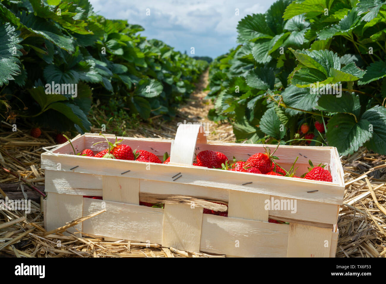 Strawberry fields in Germany, outdoor plantation with ripe sweet red ...