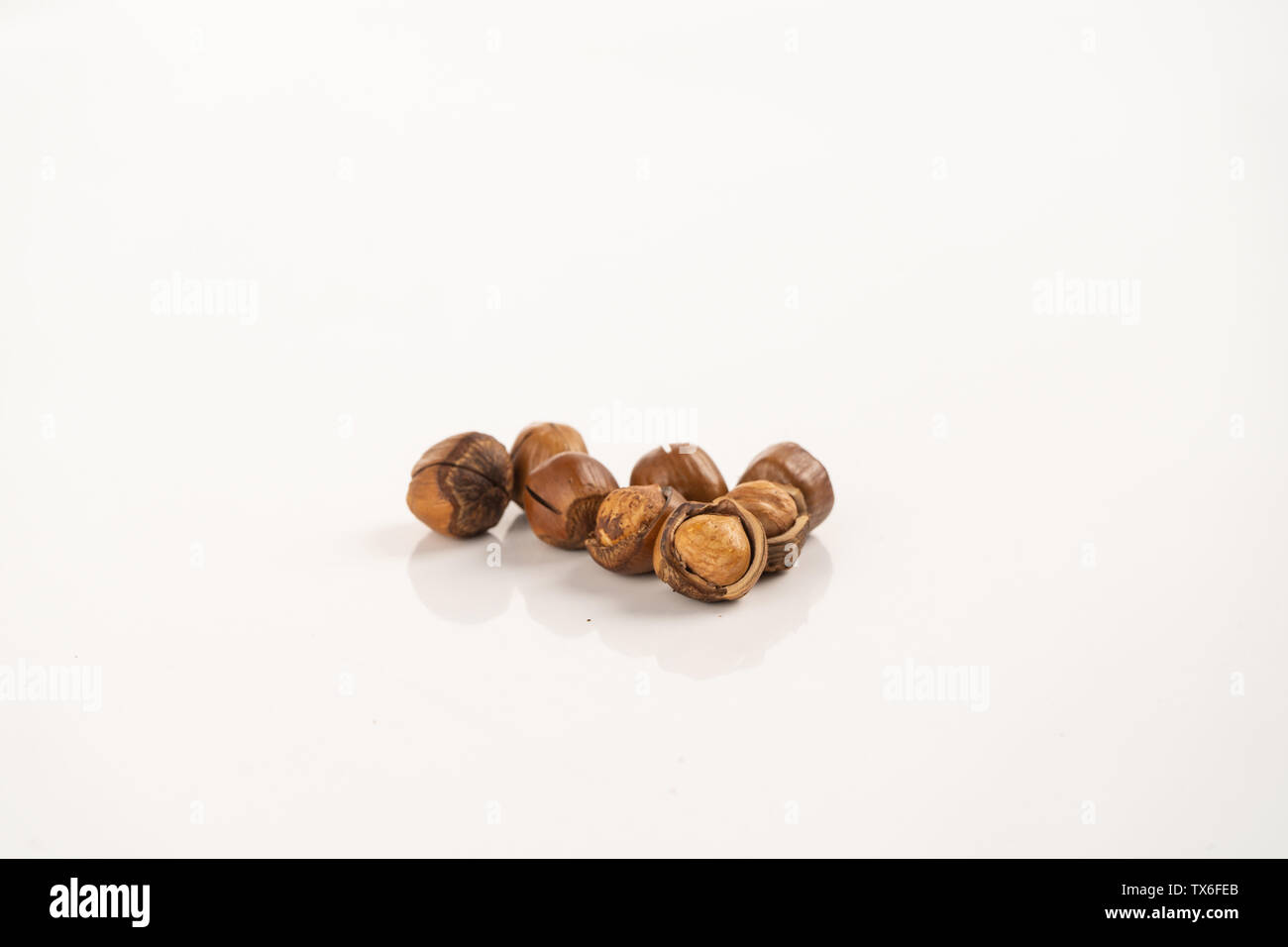 Northeast characteristic open hazelnut Stock Photo - Alamy
