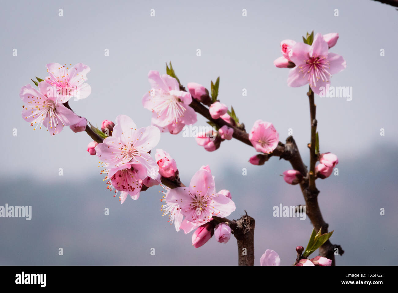 Longquanyi hi-res stock photography and images - Alamy