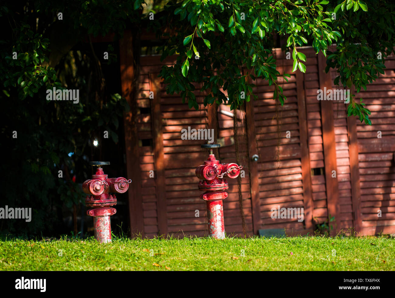 Hydrant flowers hi-res stock photography and images - Alamy