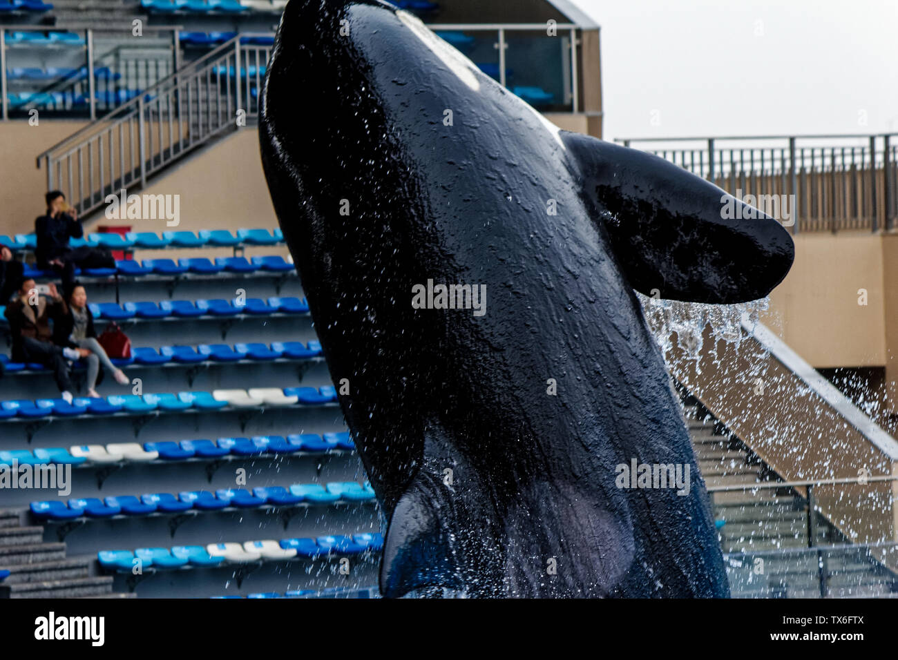 Killer whale park underwater hi-res stock photography and images - Alamy