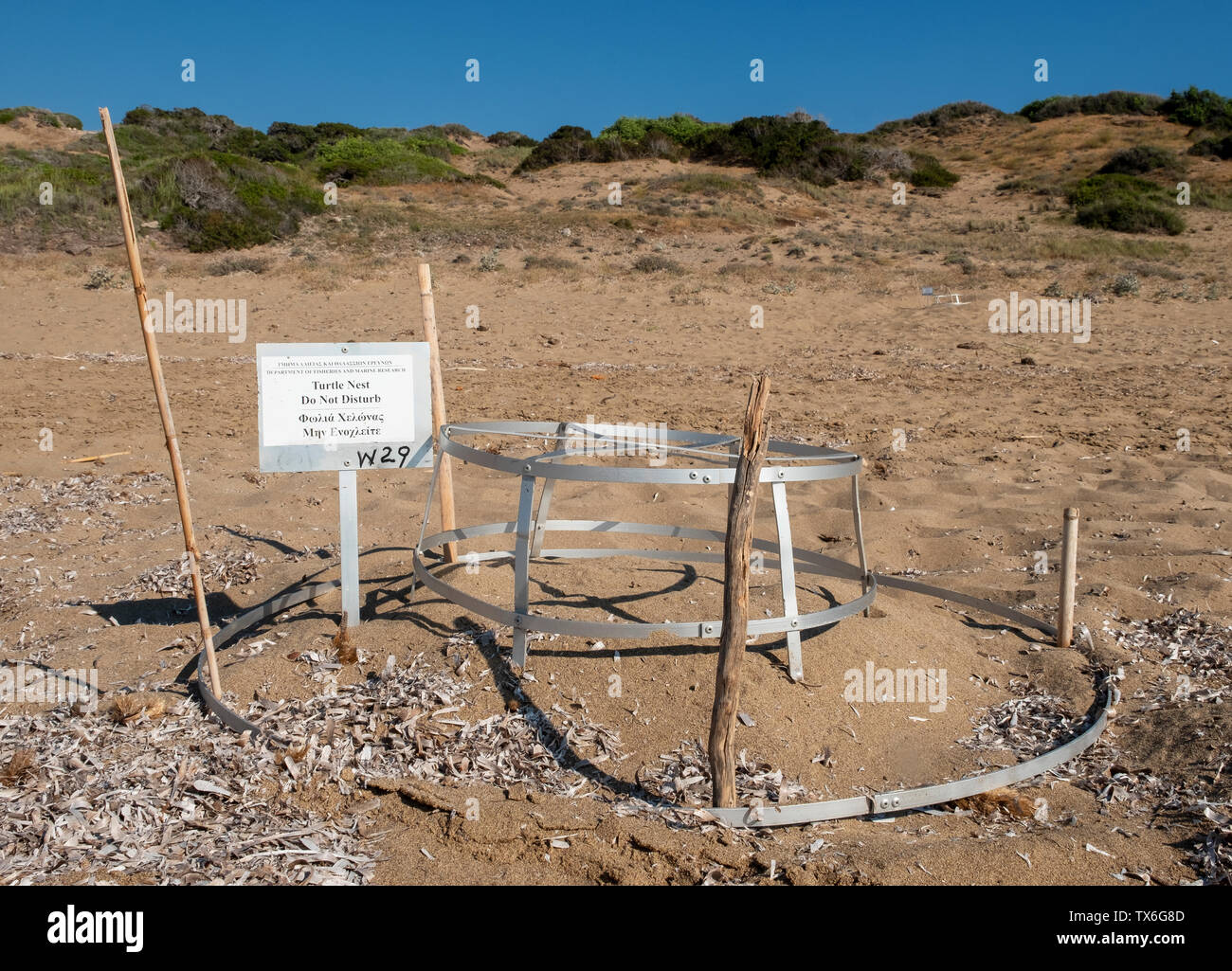 Protected turtle nest site on Lara bay beach, Akamas peninsula, Cyprus ...