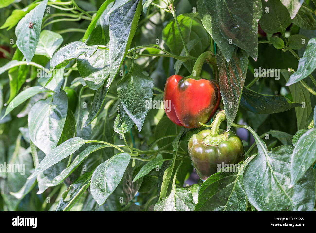 Three-dimensional planting of chili peppers, filmed at Shandong ...
