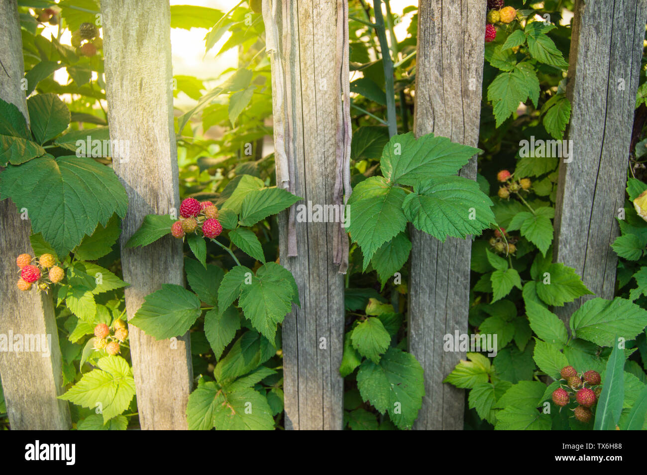 Raspberry bush against fence hi-res stock photography and images - Alamy