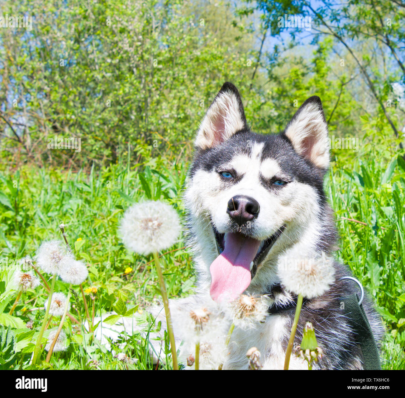 Husky and flowers hi-res stock photography and images - Alamy