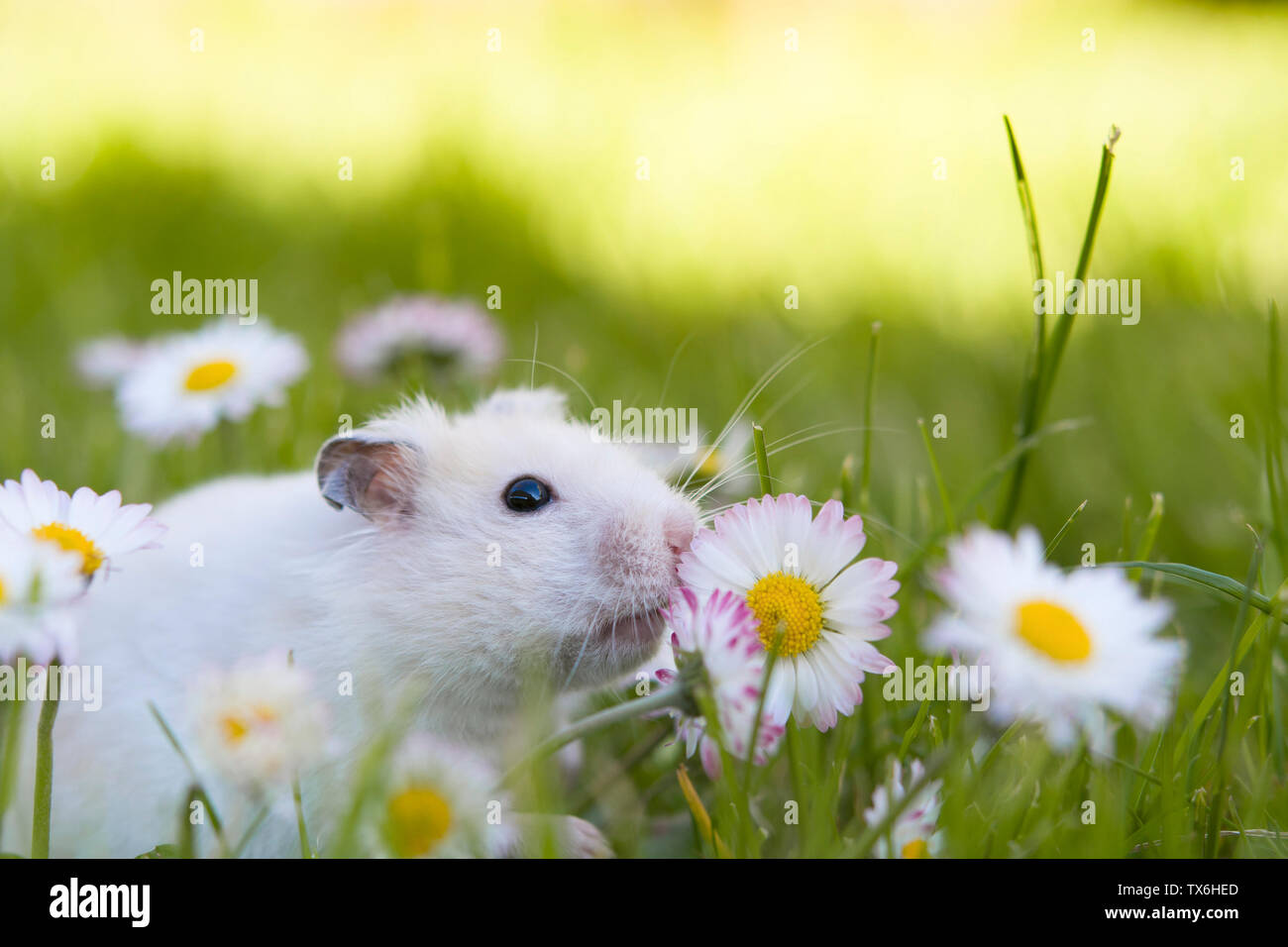 Spring funny hi-res stock photography and images - Alamy