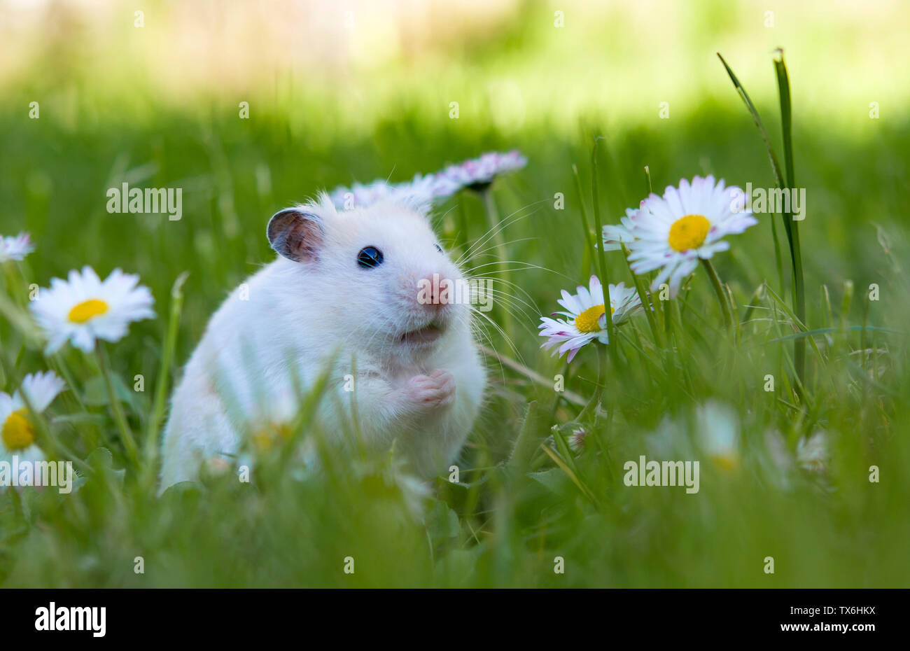 Hamster green hi-res stock photography and images - Alamy