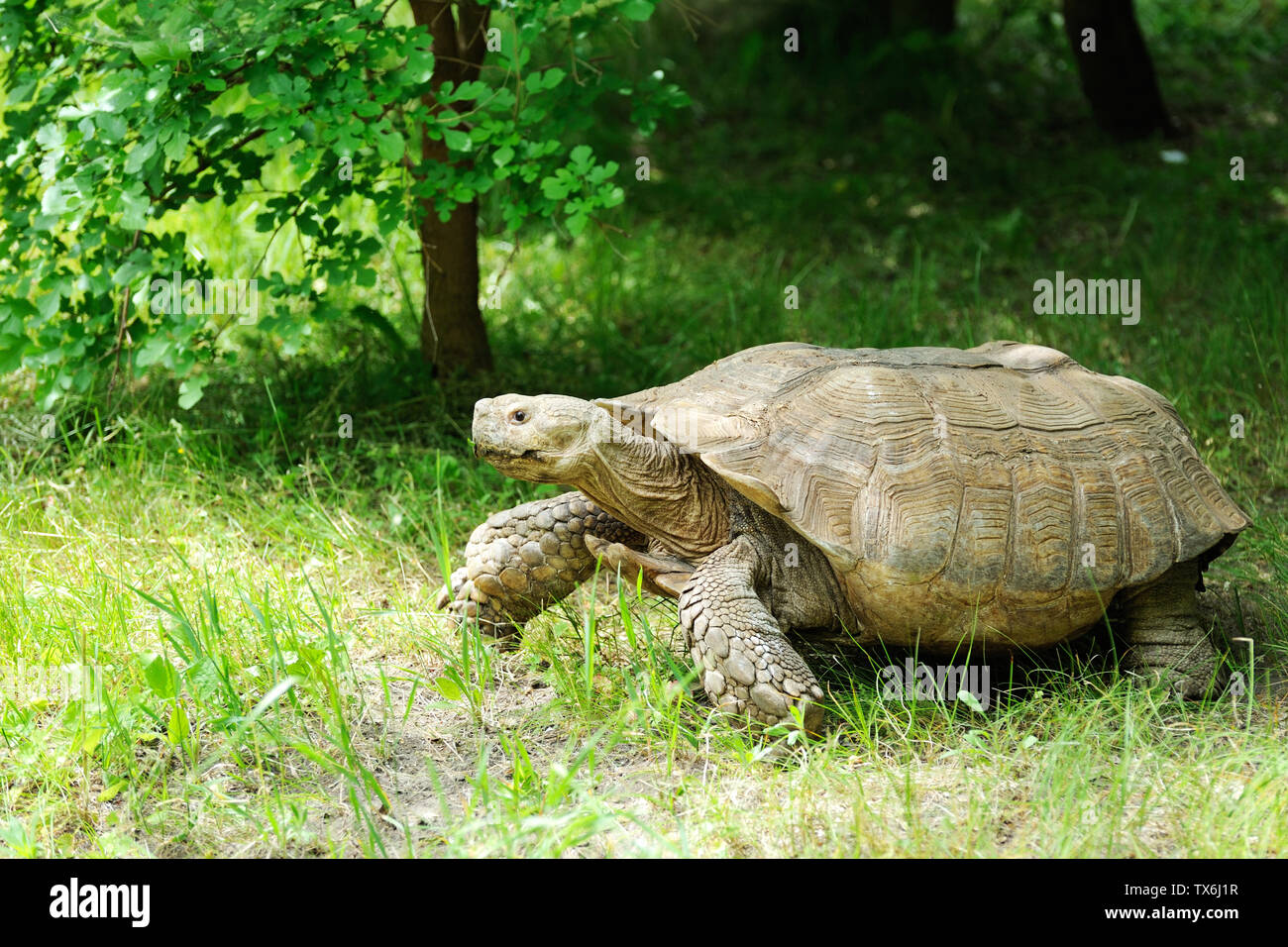 Large tortoise at the zoo. Large turtle, walking on grass, standing ...