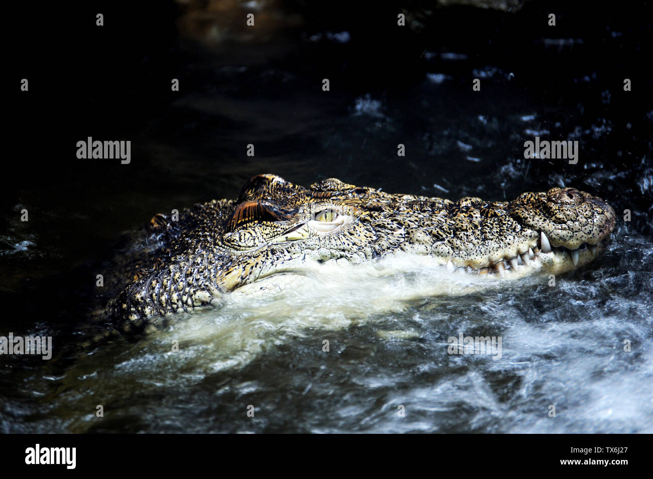 Caiman crocodilus white background hi-res stock photography and images ...