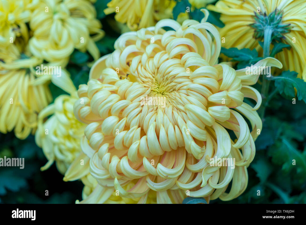 At the Chengdu Chrysanthemum Flower Flower Exhibition, all cherished ...
