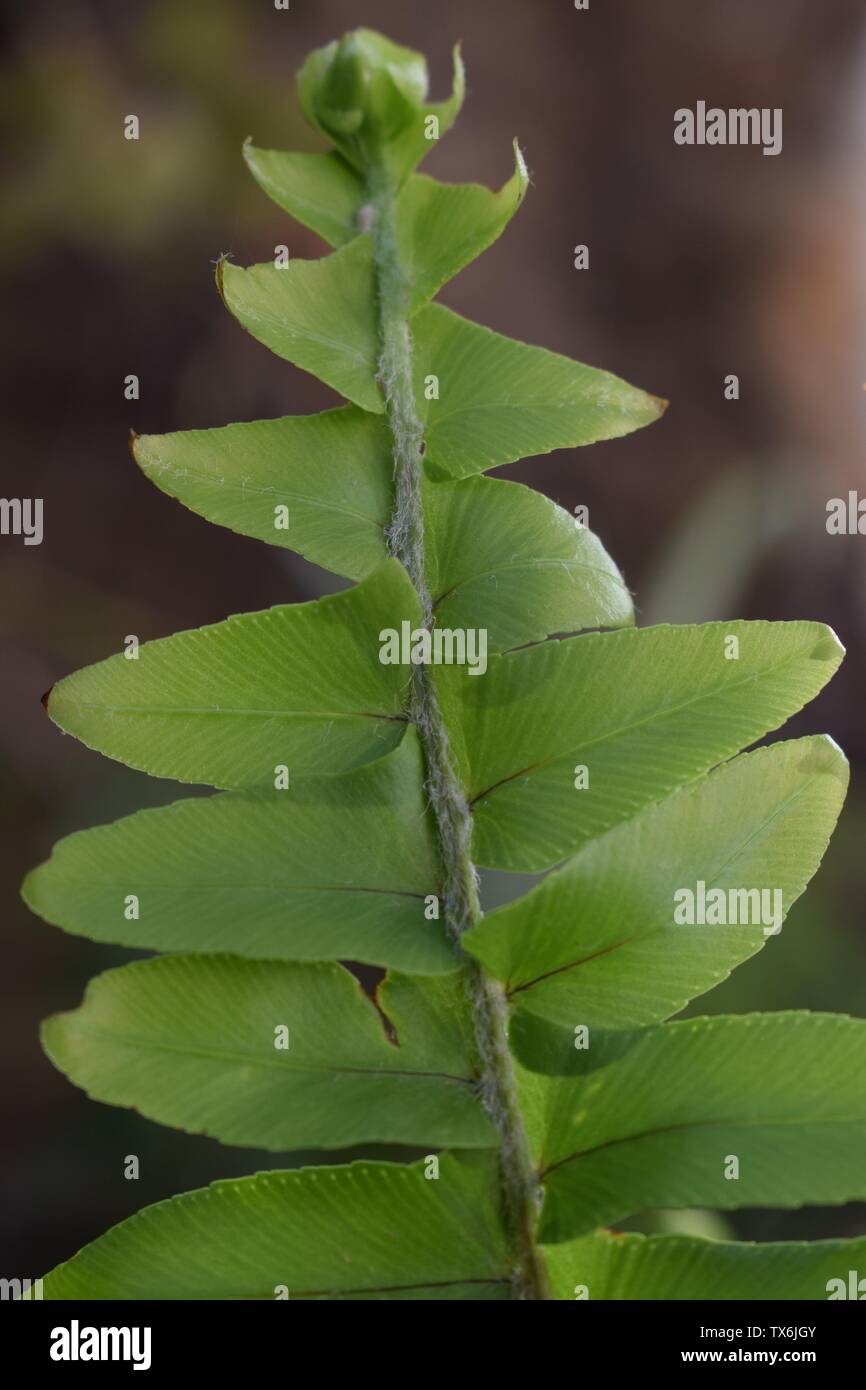 Hd macro hi-res stock photography and images - Alamy