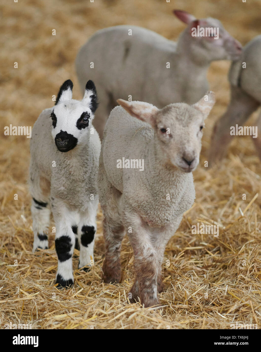 Spring born animals hi-res stock photography and images - Alamy