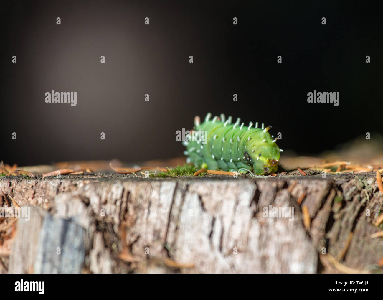 Moths and worms hi-res stock photography and images - Alamy