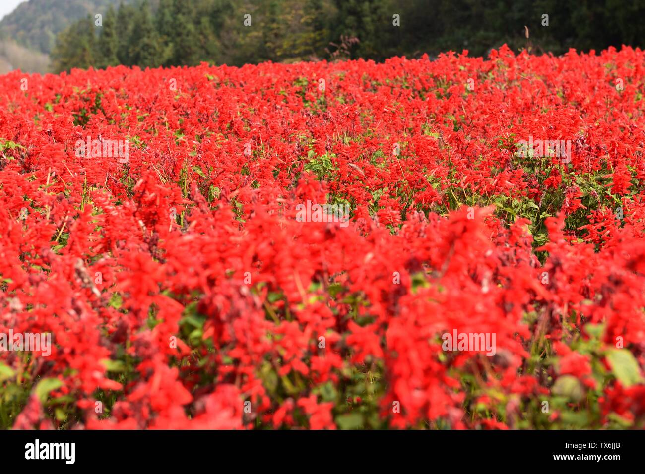 String of red flowers Stock Photo - Alamy