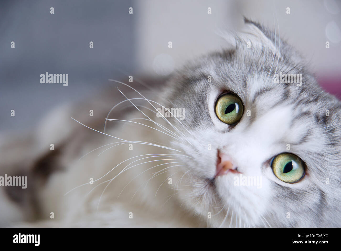 Scottish Eared Cat Stock Photo - Alamy