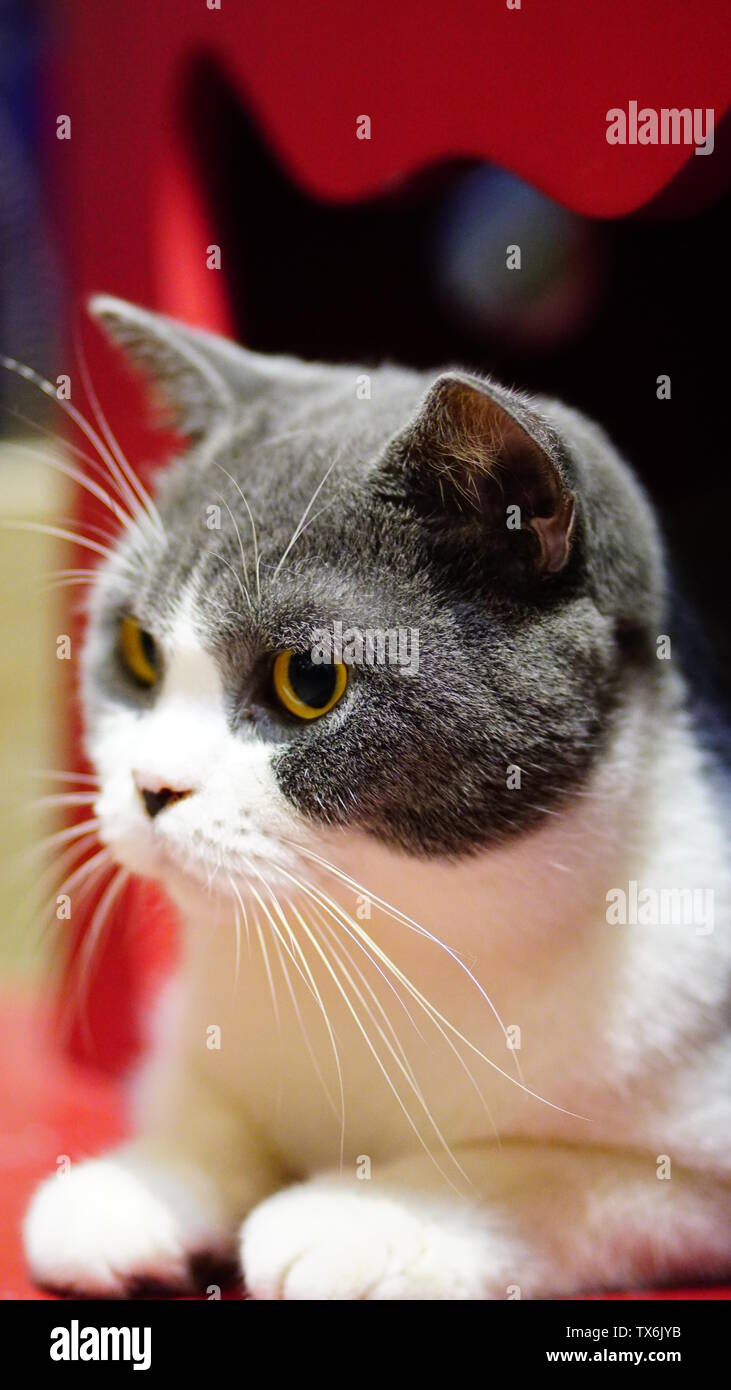 Meet the cat around the corner Stock Photo - Alamy