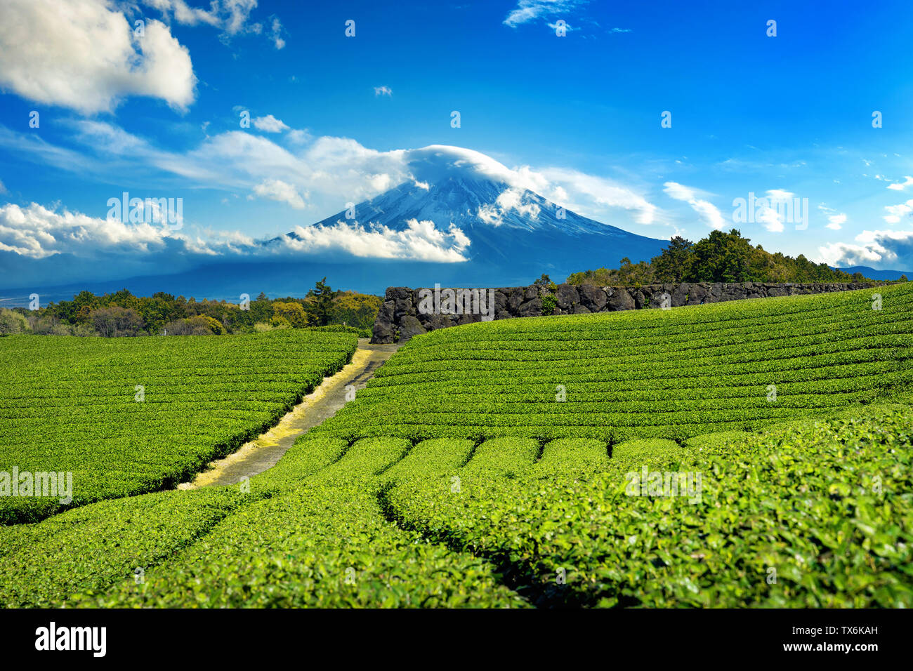 Green tea plantation and mount fuji hi-res stock photography and images ...