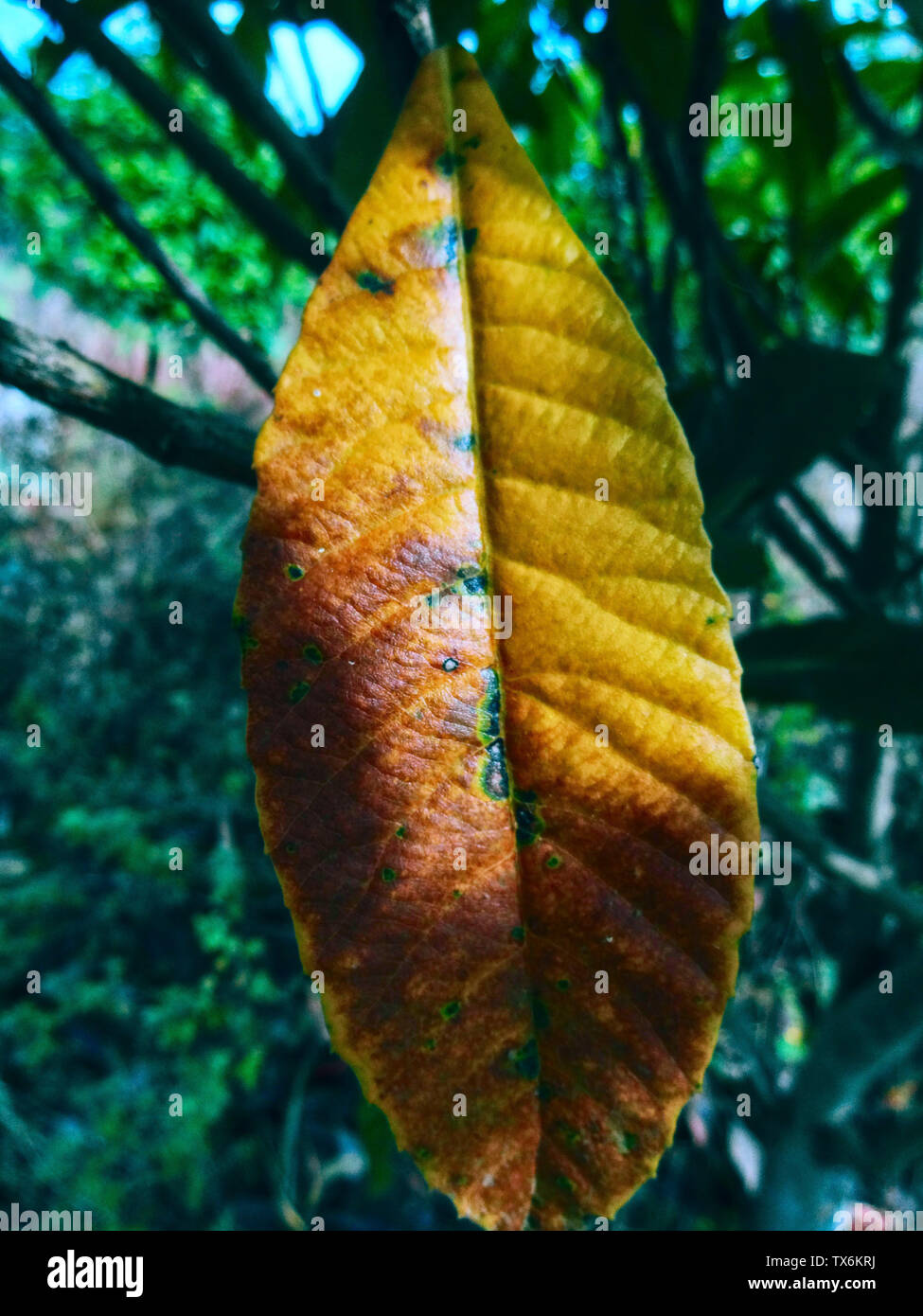 Leaves of loquat trees Stock Photo - Alamy