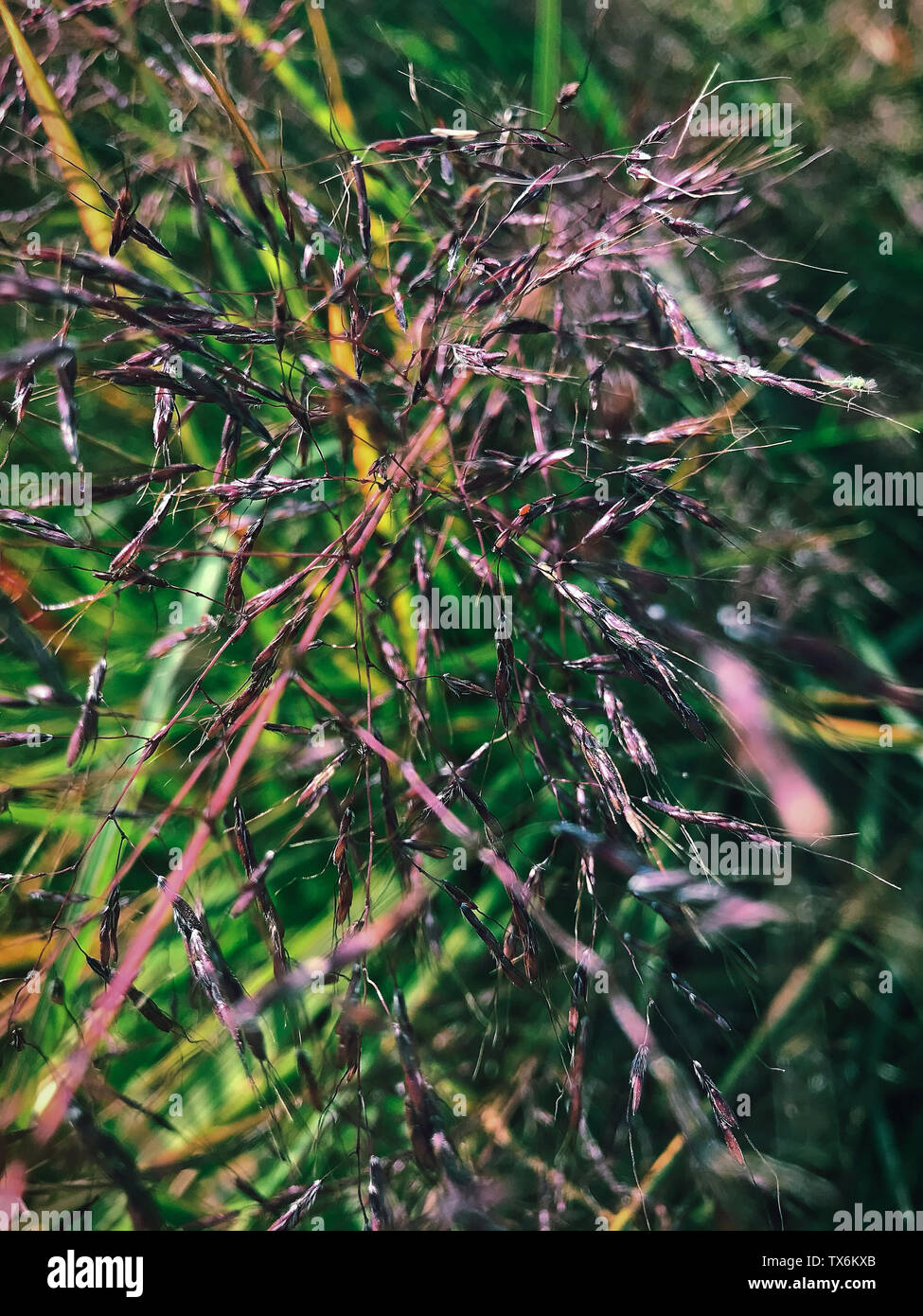 Fine grass texture hi-res stock photography and images - Alamy
