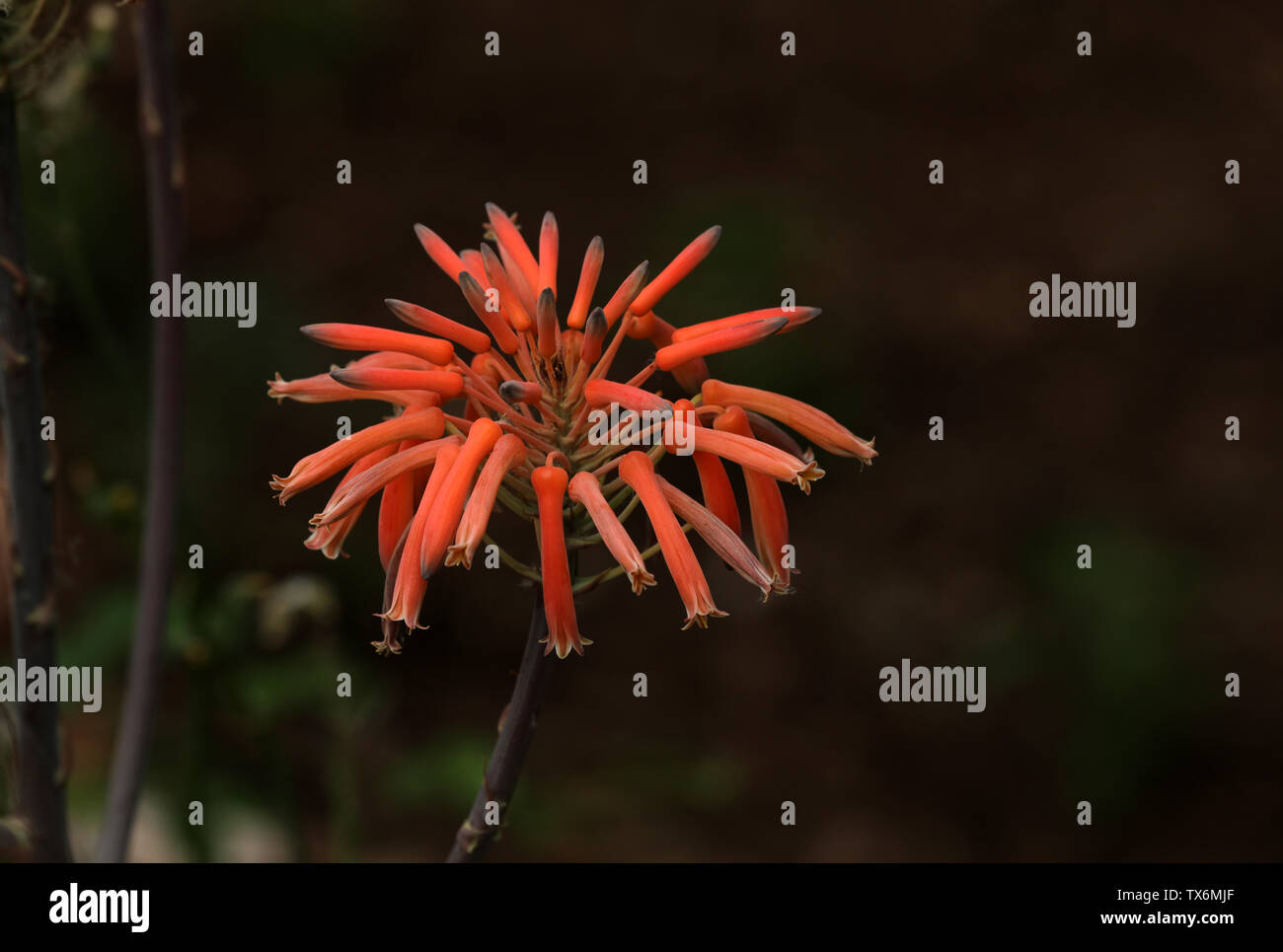 Red blooming aloe flower plant Stock Photo - Alamy