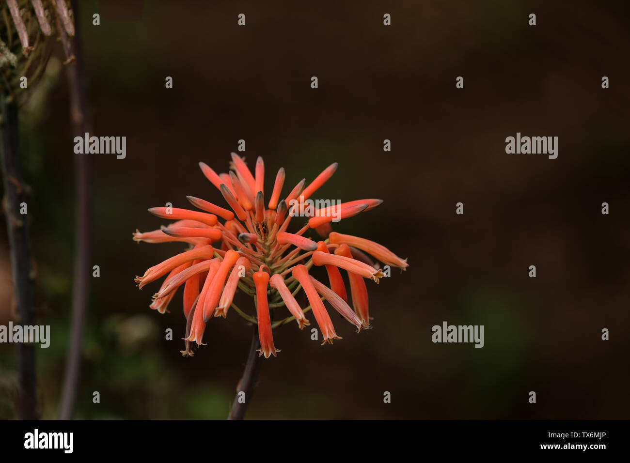 Red blooming aloe flower plant Stock Photo - Alamy