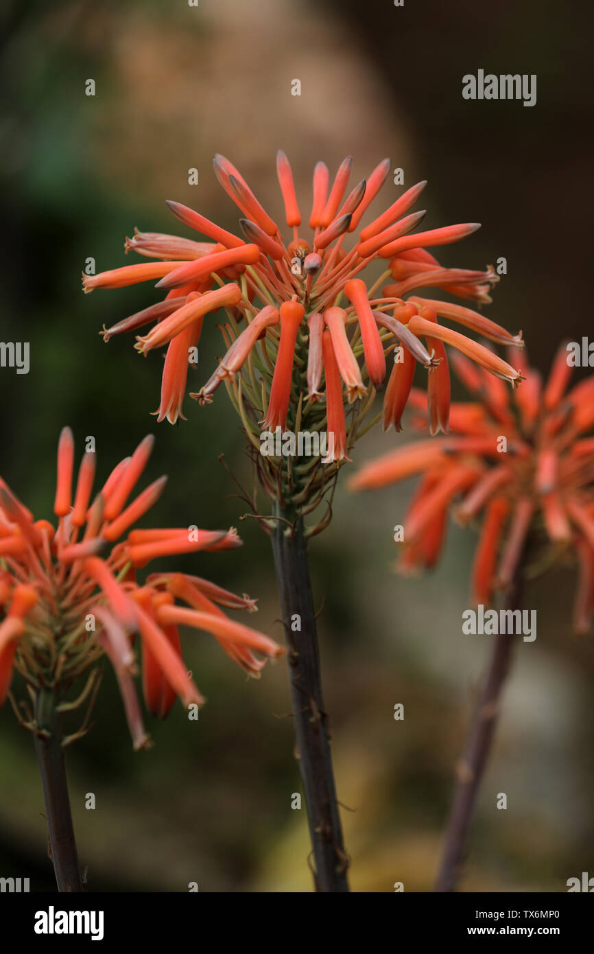 Red blooming aloe flower plant Stock Photo - Alamy