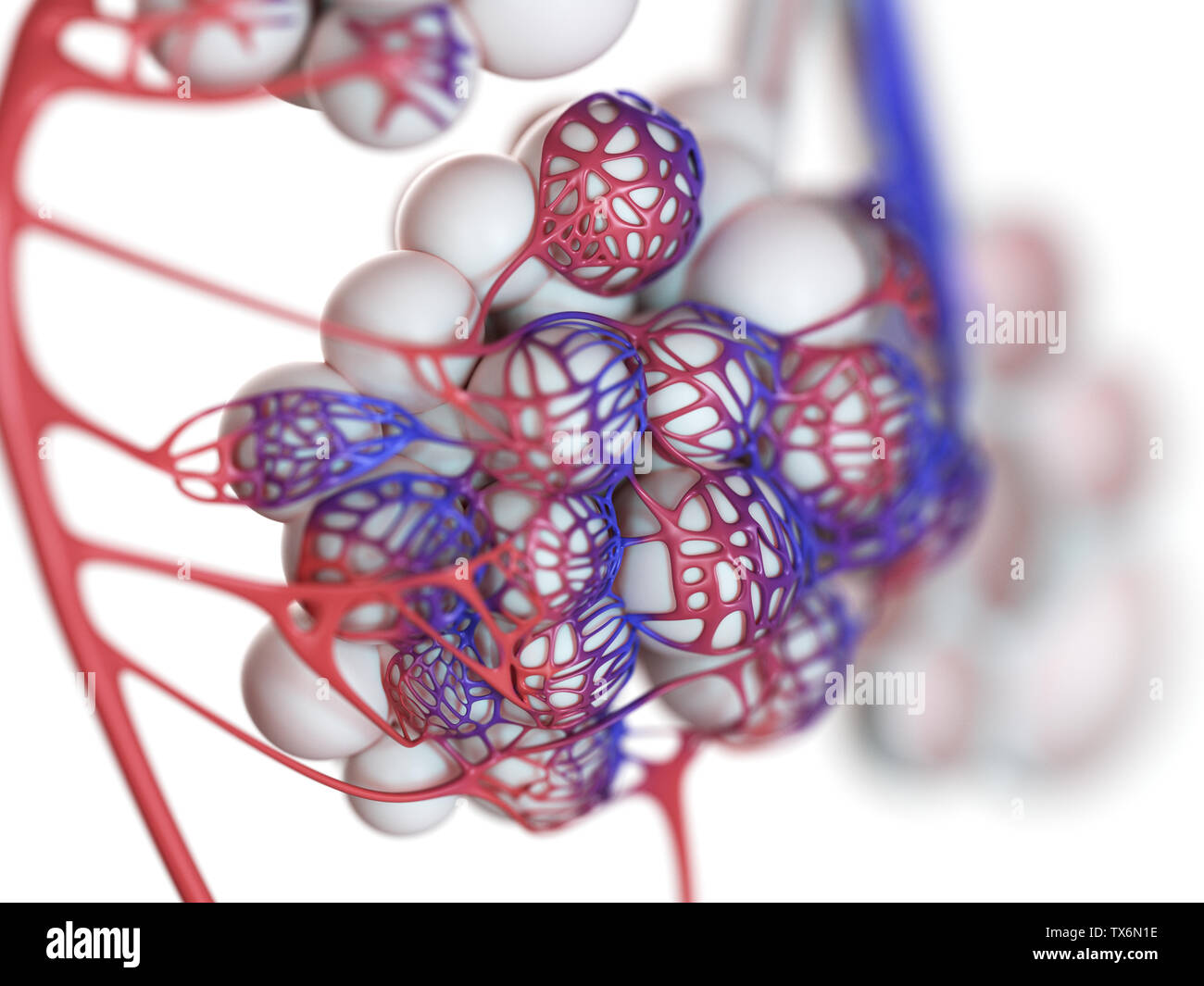 Alveoli and capillaries hi-res stock photography and images - Alamy