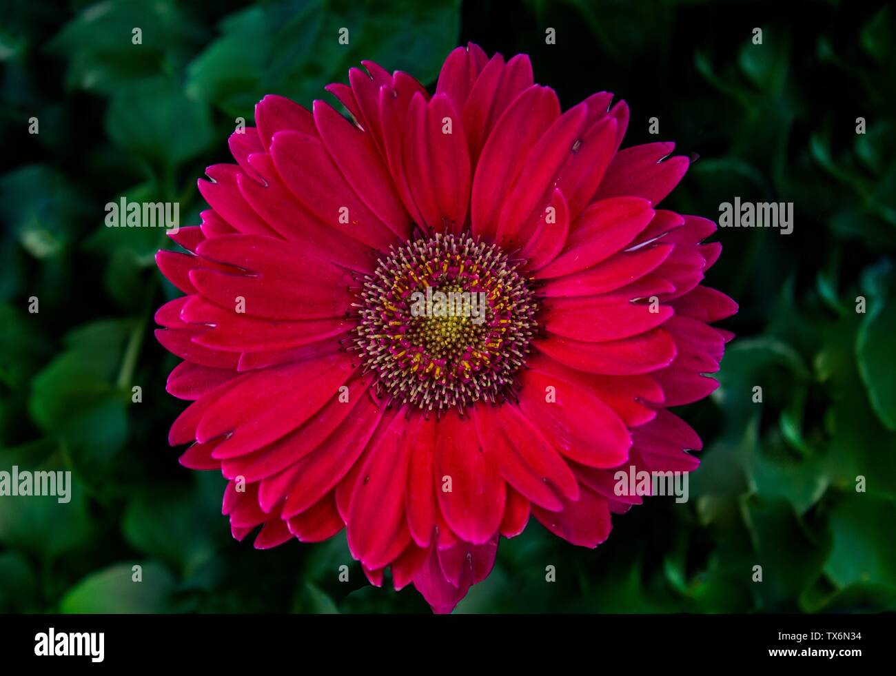 Hot pink daisy hi-res stock photography and images - Alamy