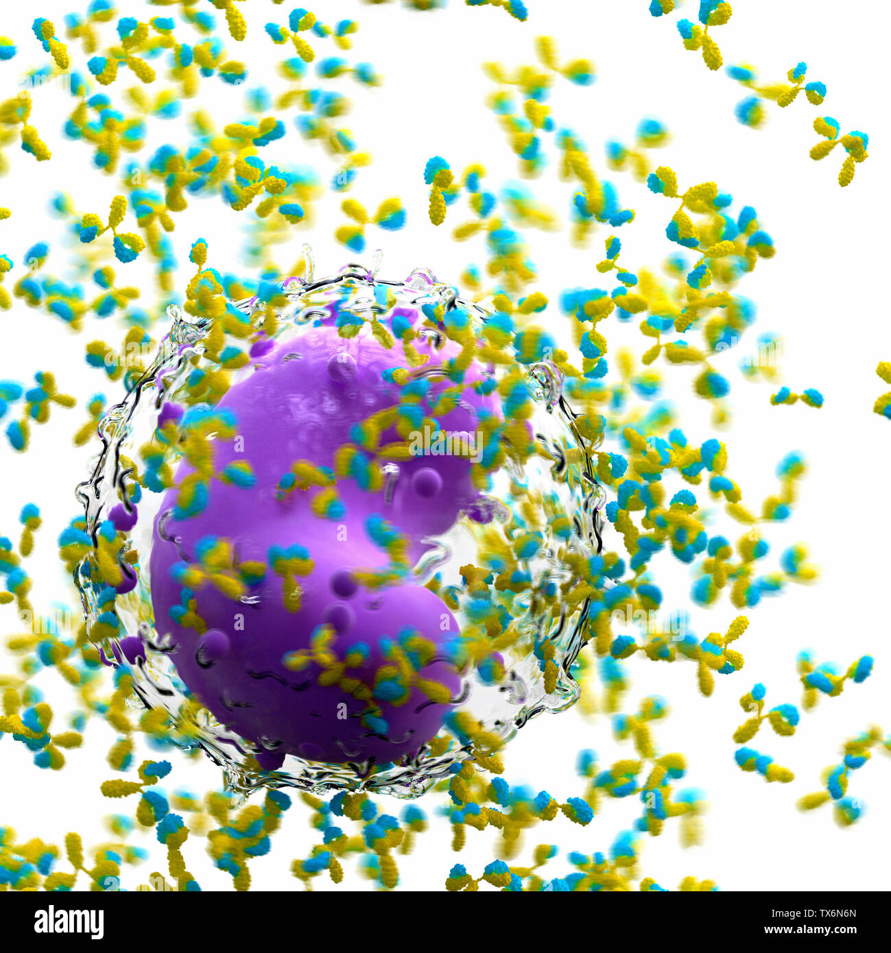 3d rendered medically accurate illustration of a leucocyte and ...