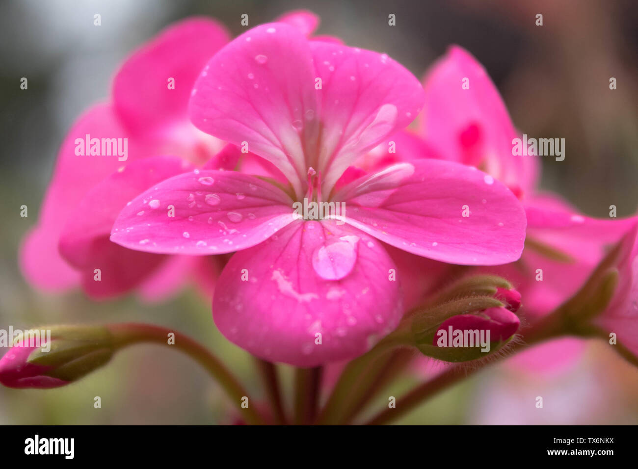 Hd pink flower hi-res stock photography and images - Alamy