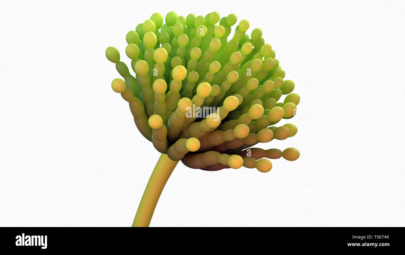 3d rendered medically accurate illustration of aspergillus mold Stock ...
