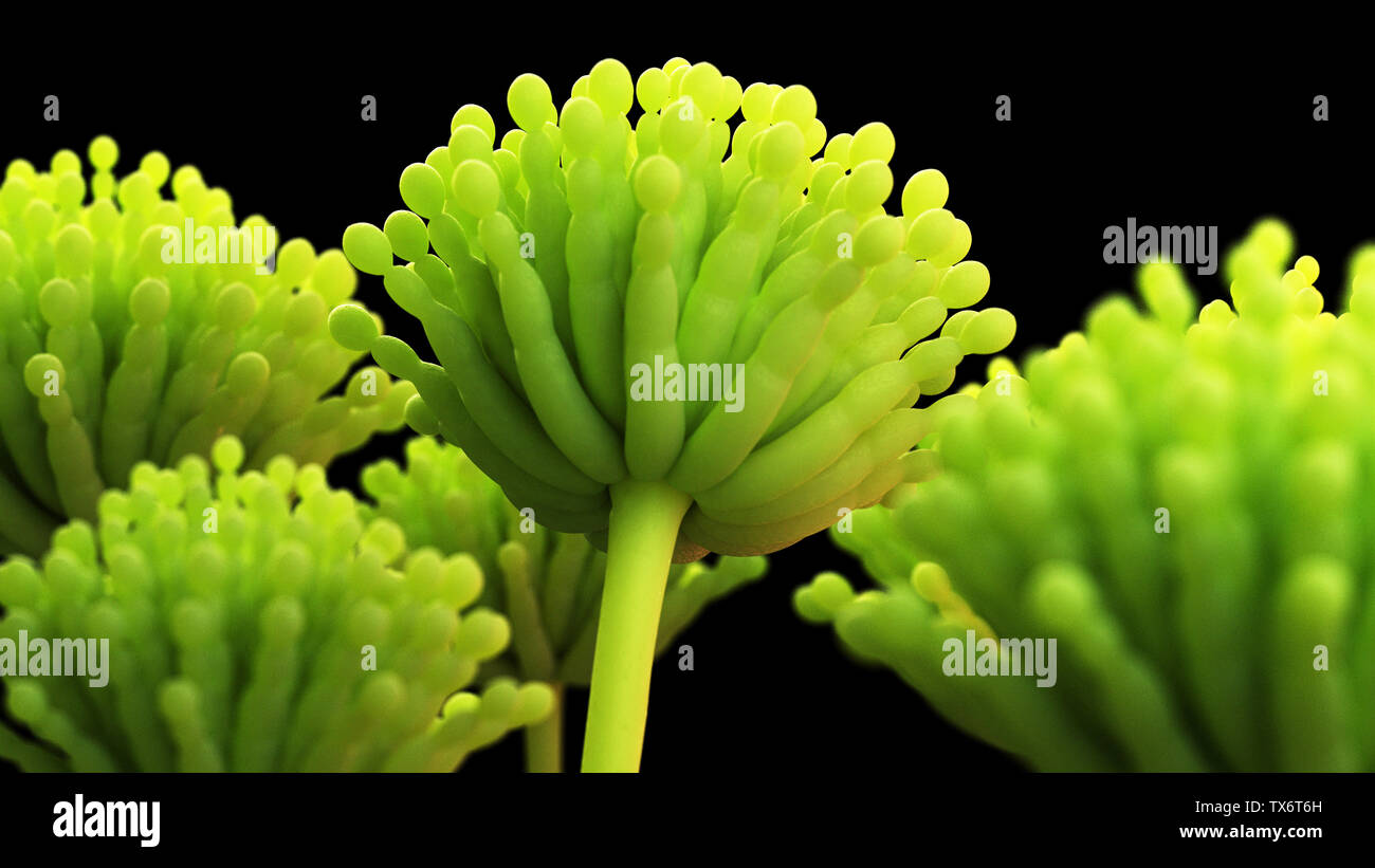 Aspergillus hi-res stock photography and images - Alamy