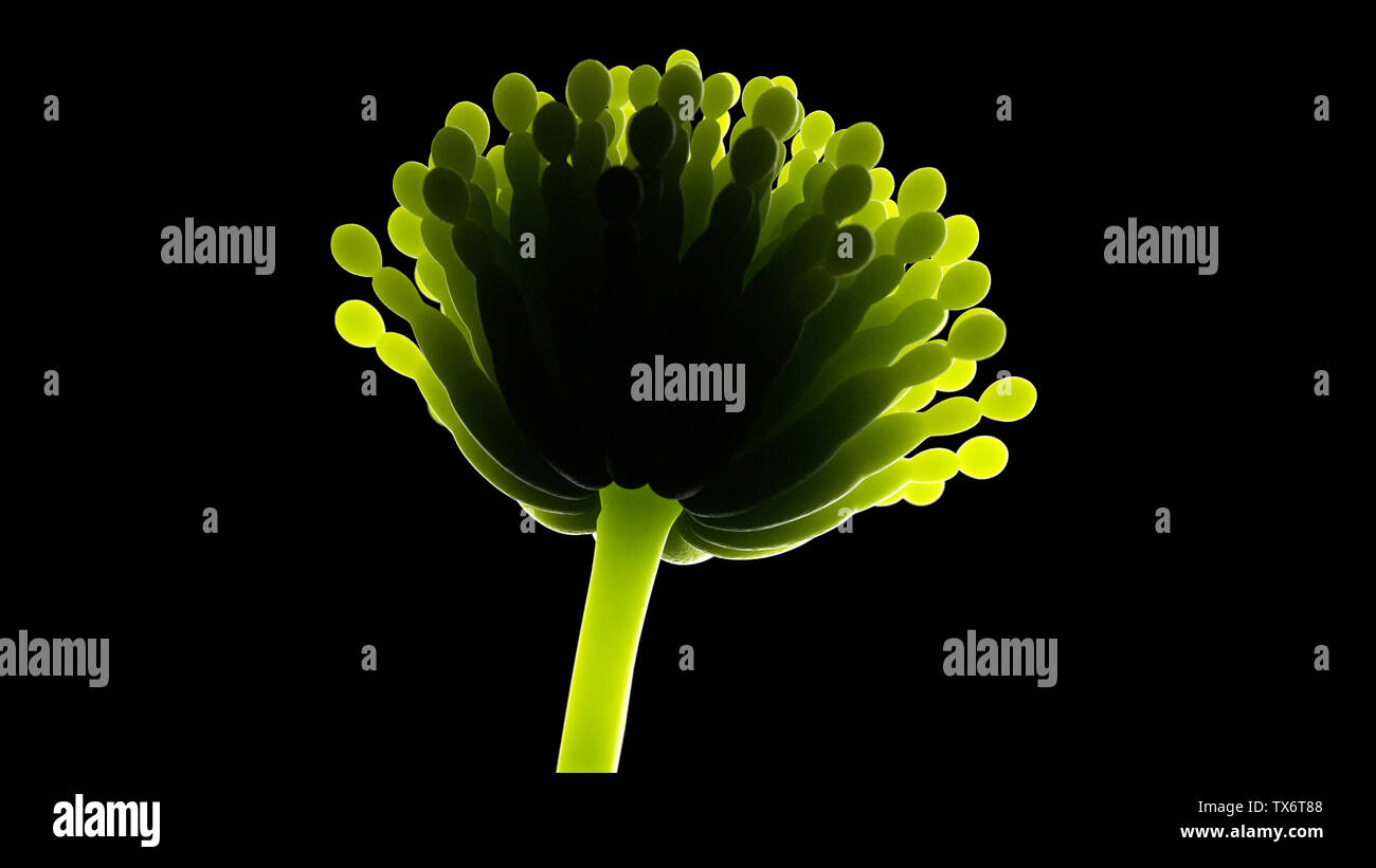 Aspergillus fungus hi-res stock photography and images - Alamy