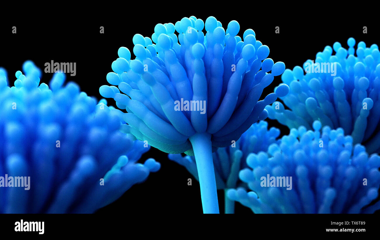 Aspergillus hi-res stock photography and images - Alamy